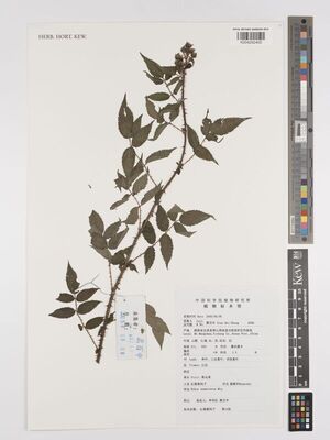 Rubus sumatranus Miq. | Plants of the World Online | Kew Science