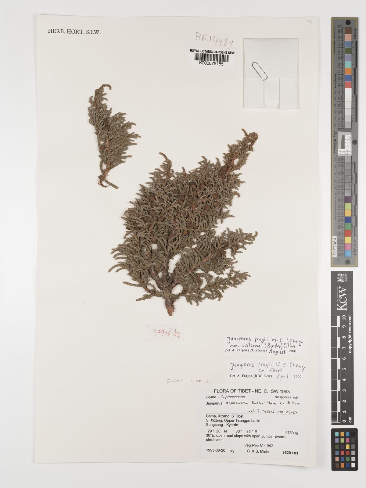 Juniperus pingii var. wilsonii (Rehder) Silba | Plants of the World ...