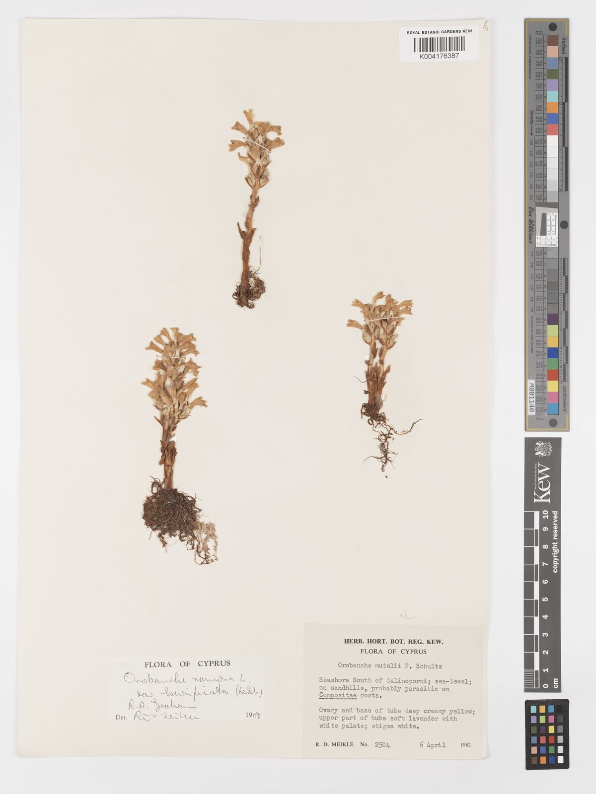 Phelipanche_mutelii_Grupo botánico cantábrico