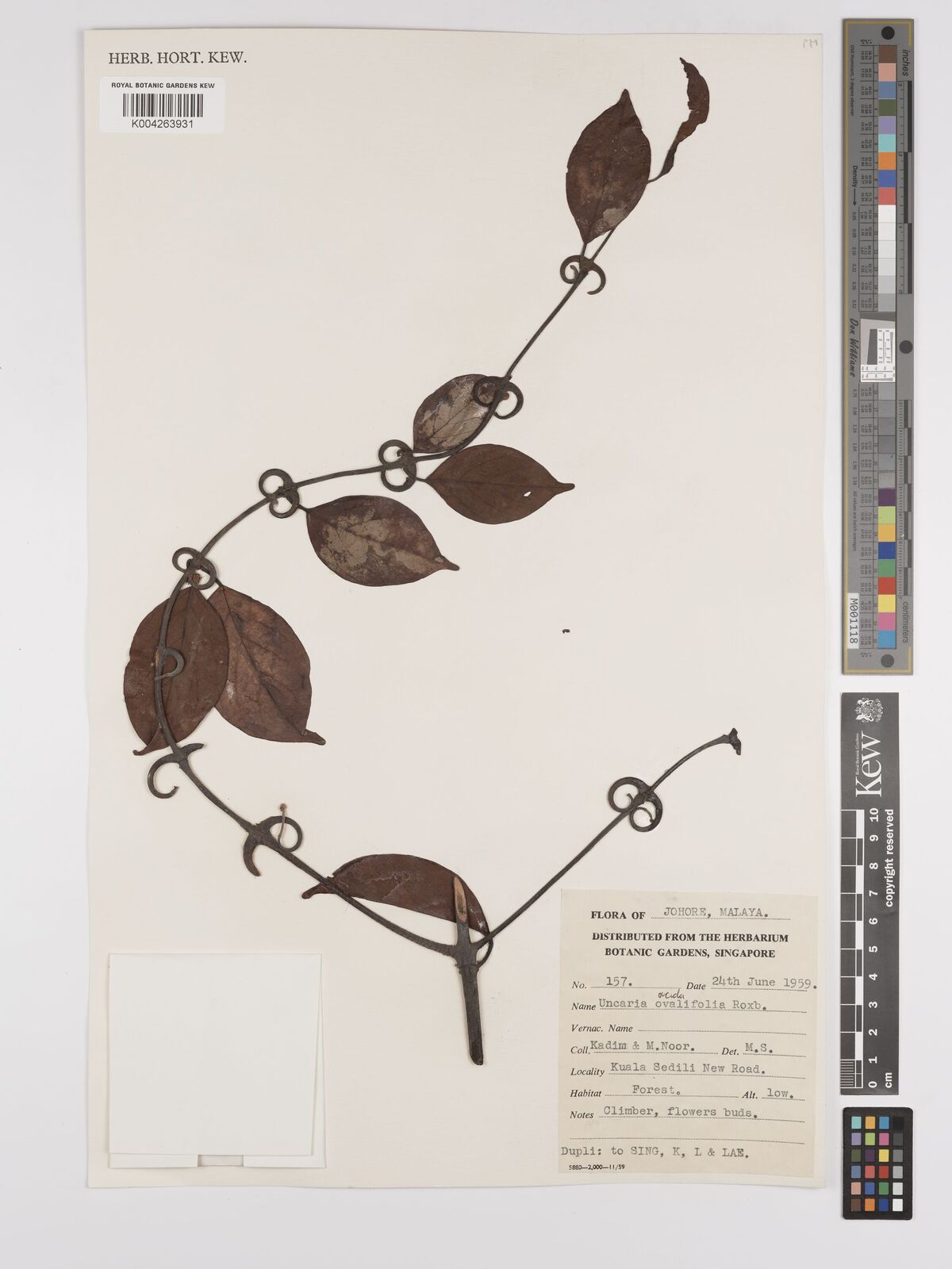 Uncaria acida (W.Hunter) Roxb. | Plants of the World Online | Kew Science