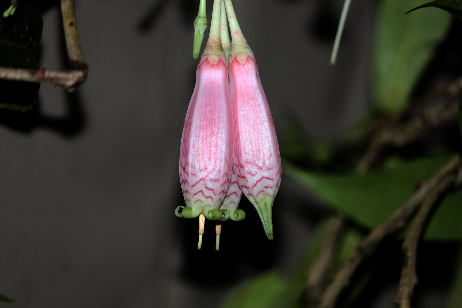 Agapetes grandiflora Hook.f. | Plants of the World Online | Kew Science
