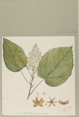 Berrya cordifolia (Willd.) Burret | Plants of the World Online | Kew ...