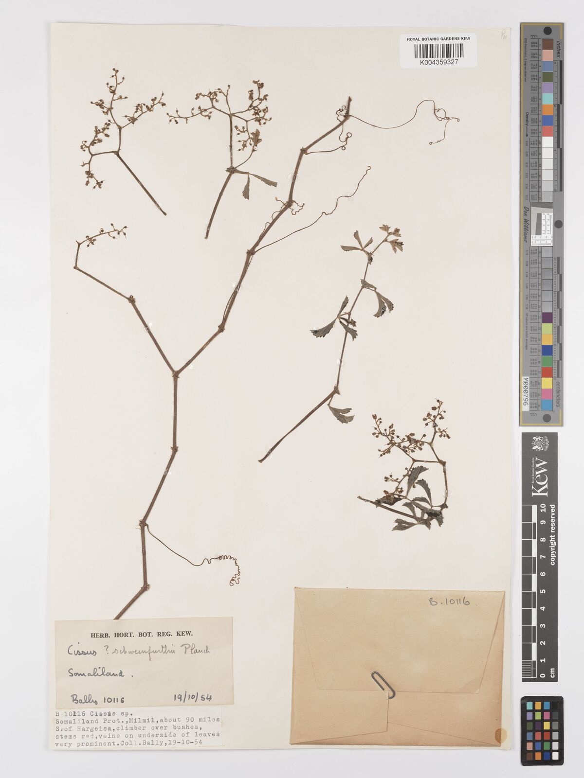 Cyphostemma digitatum (Lam.) Desc. | Plants of the World Online | Kew ...