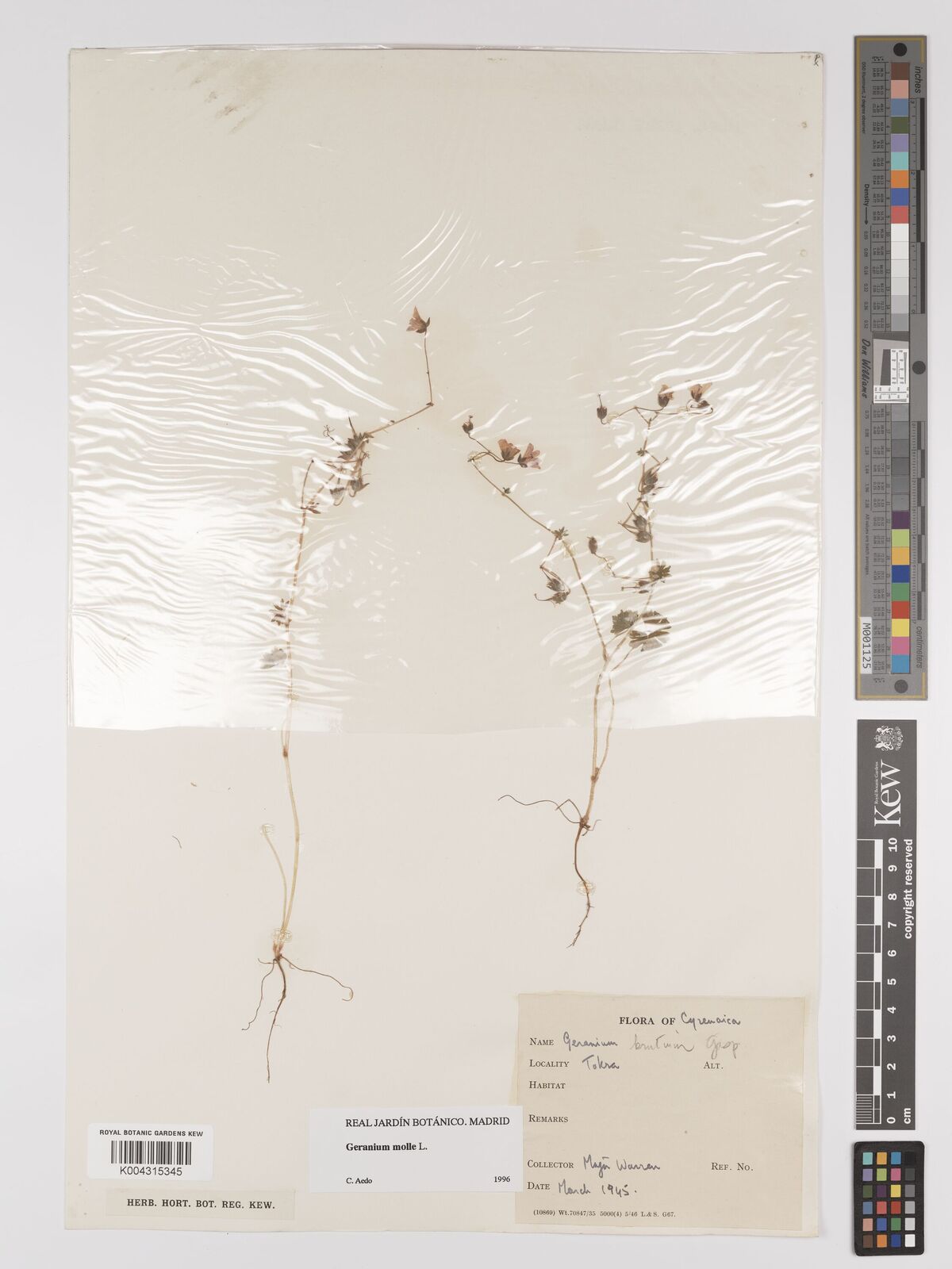 Geranium brutium Gasp. | Plants of the World Online | Kew Science