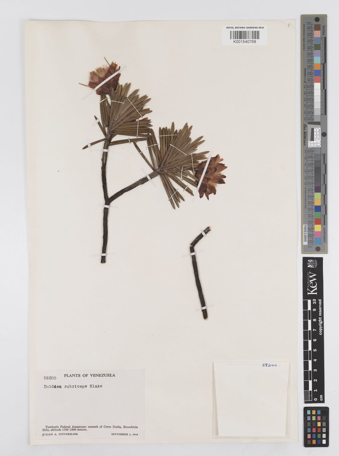 Duidaea rubriceps S.F.Blake | Plants of the World Online | Kew Science