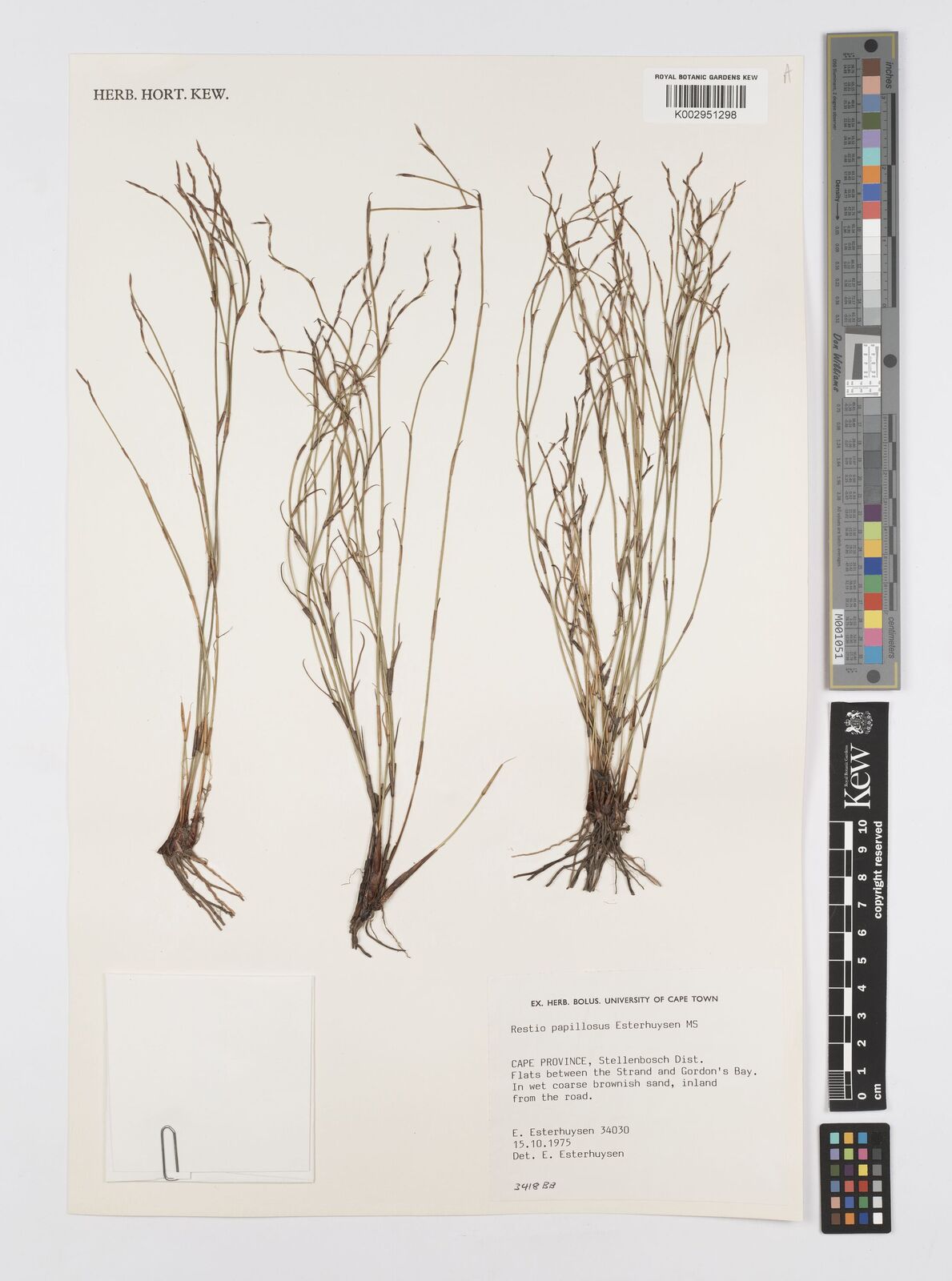 Restio papillosus (Esterh.) H.P.Linder & C.R.Hardy | Plants of the ...