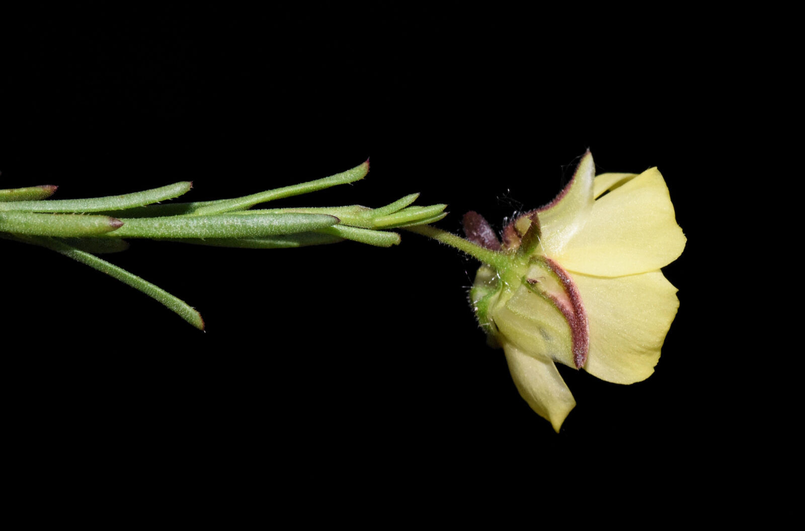 Fumana ericoides subsp. ericoides | Plants of the World Online | Kew ...