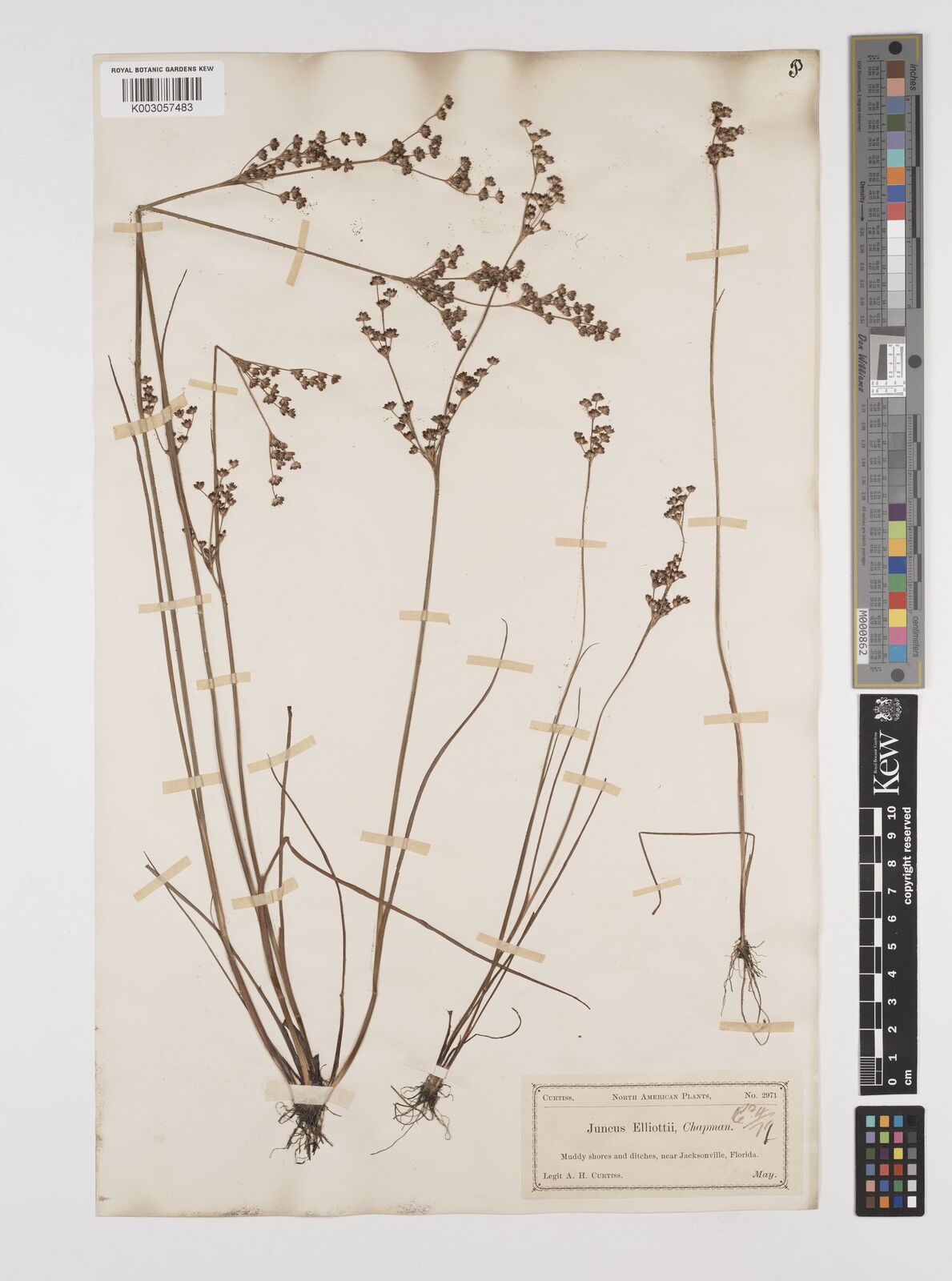 Juncus elliottii Chapm. | Plants of the World Online | Kew Science