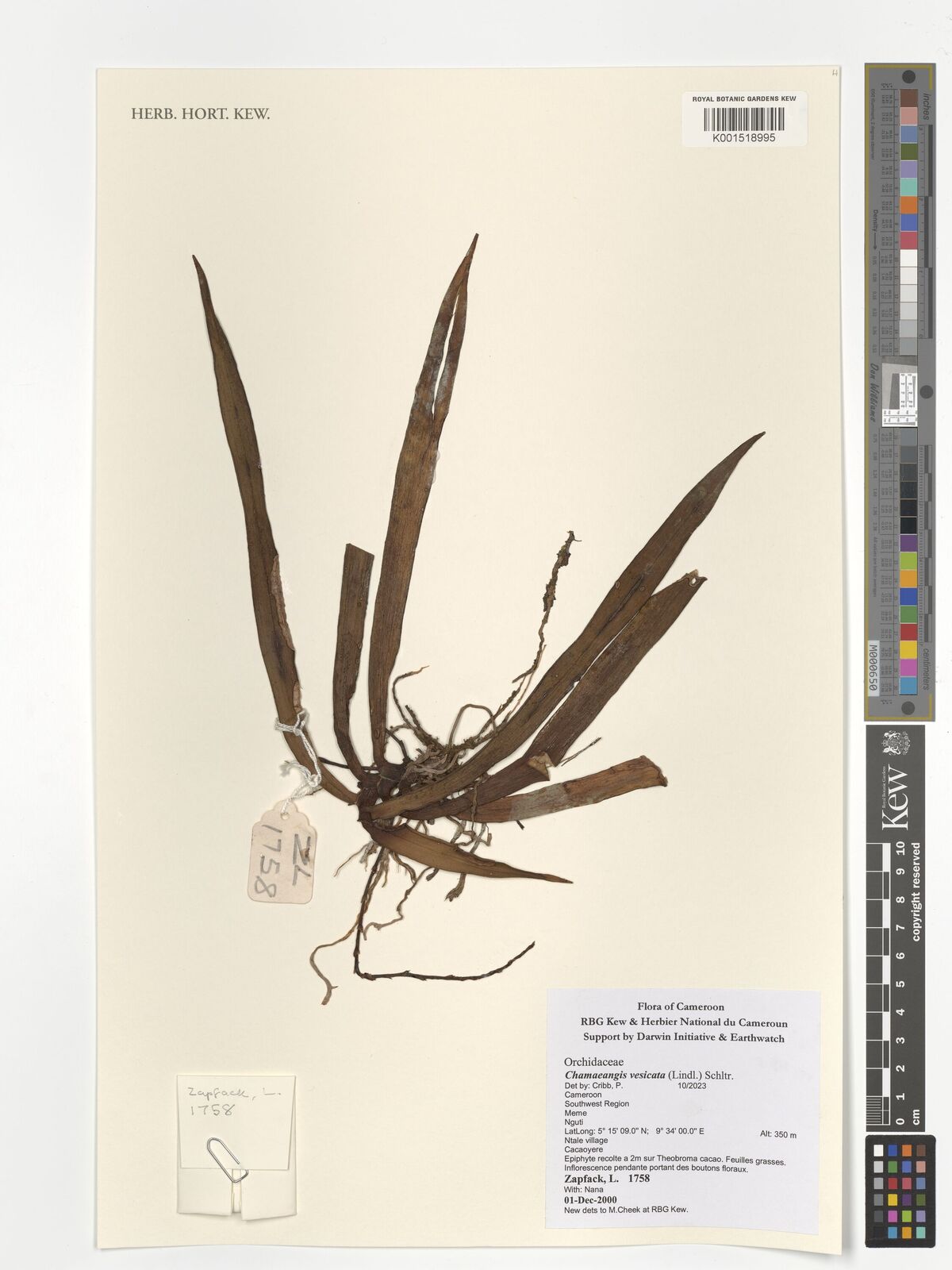 Diaphananthe vesicata (Lindl.) P.J.Cribb & Carlsward | Plants of the ...