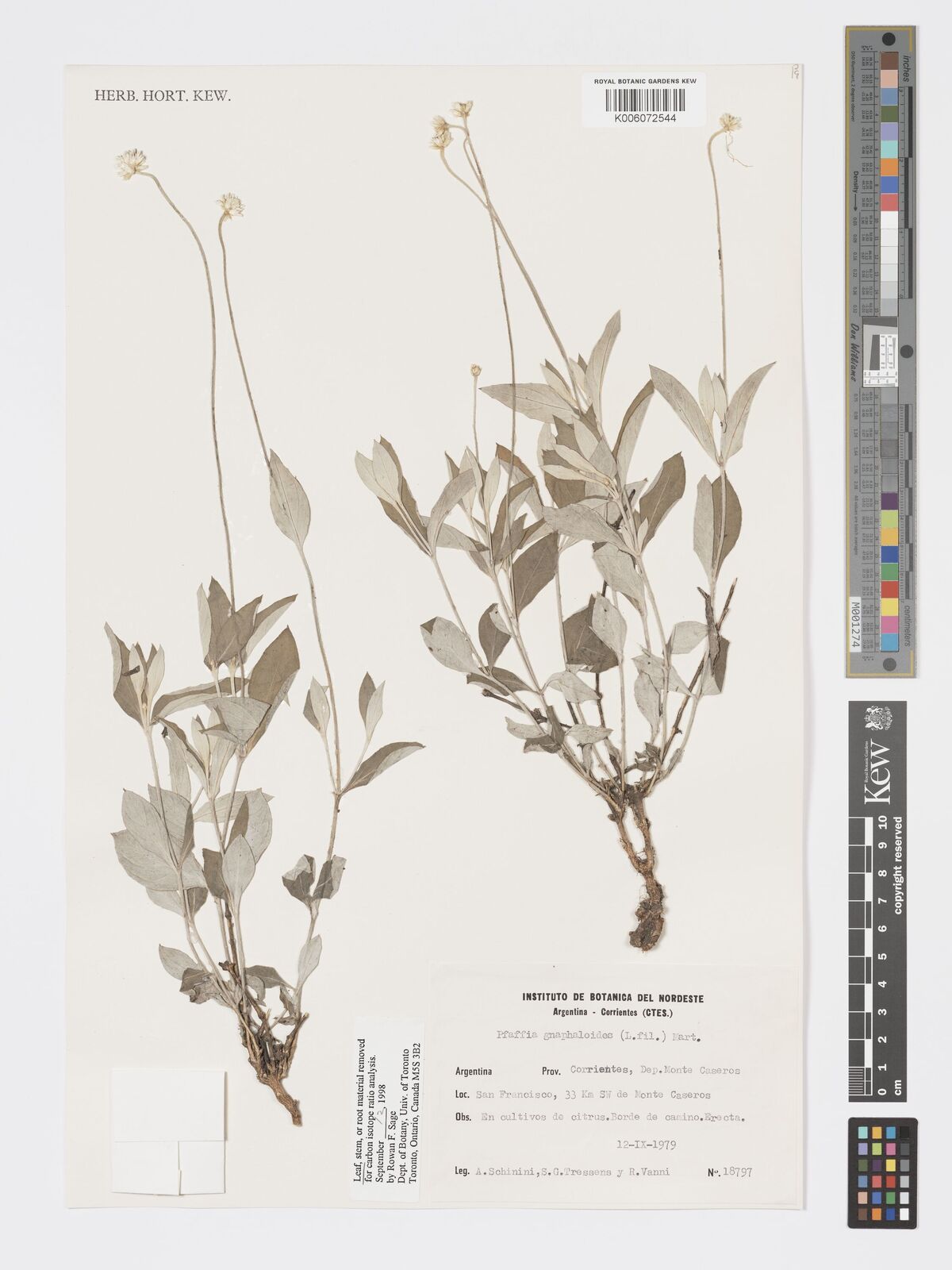 Pfaffia gnaphalioides (L.f.) Mart. | Plants of the World Online | Kew ...