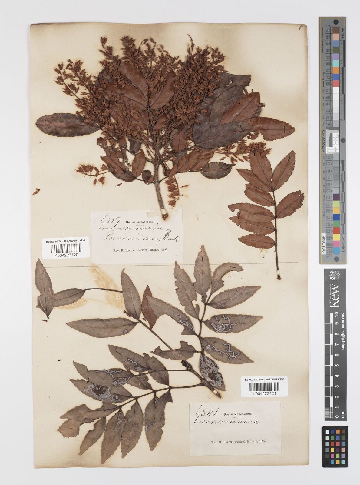 Pterophylla rutenbergii (Engl.) J.Bradford & Z.S.Rogers | Plants of the ...