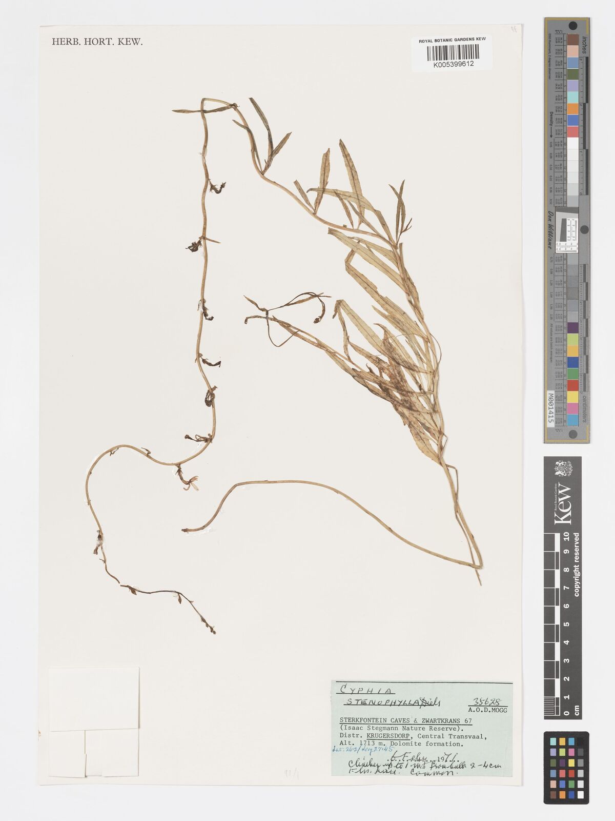 Cyphia stenophylla (E.Wimm.) E.Wimm. | Plants of the World Online | Kew ...