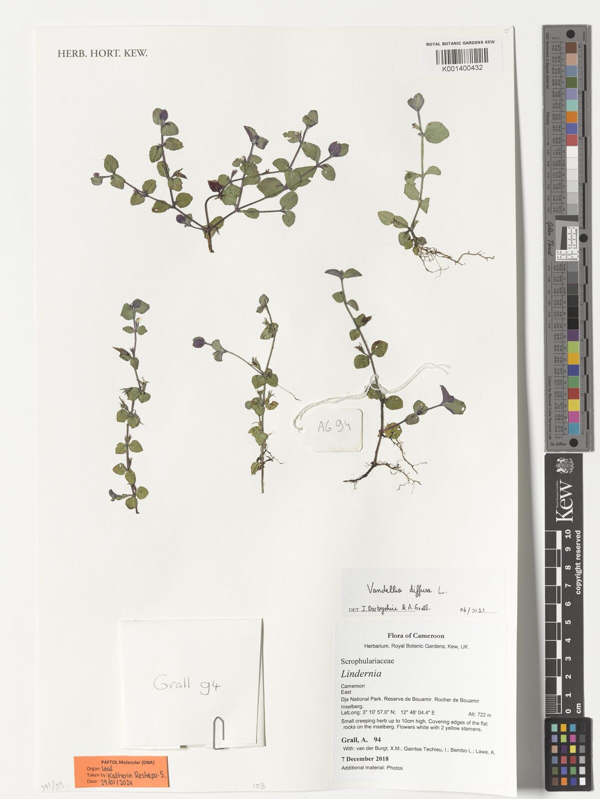 Vandellia diffusa L. | Plants of the World Online | Kew Science