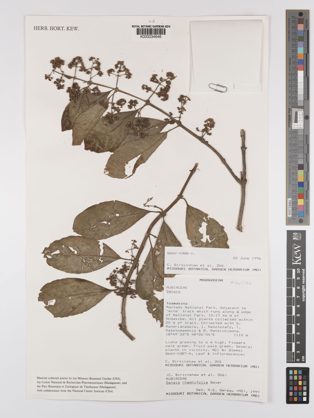 Danais rhamnifolia Baker | Plants of the World Online | Kew Science