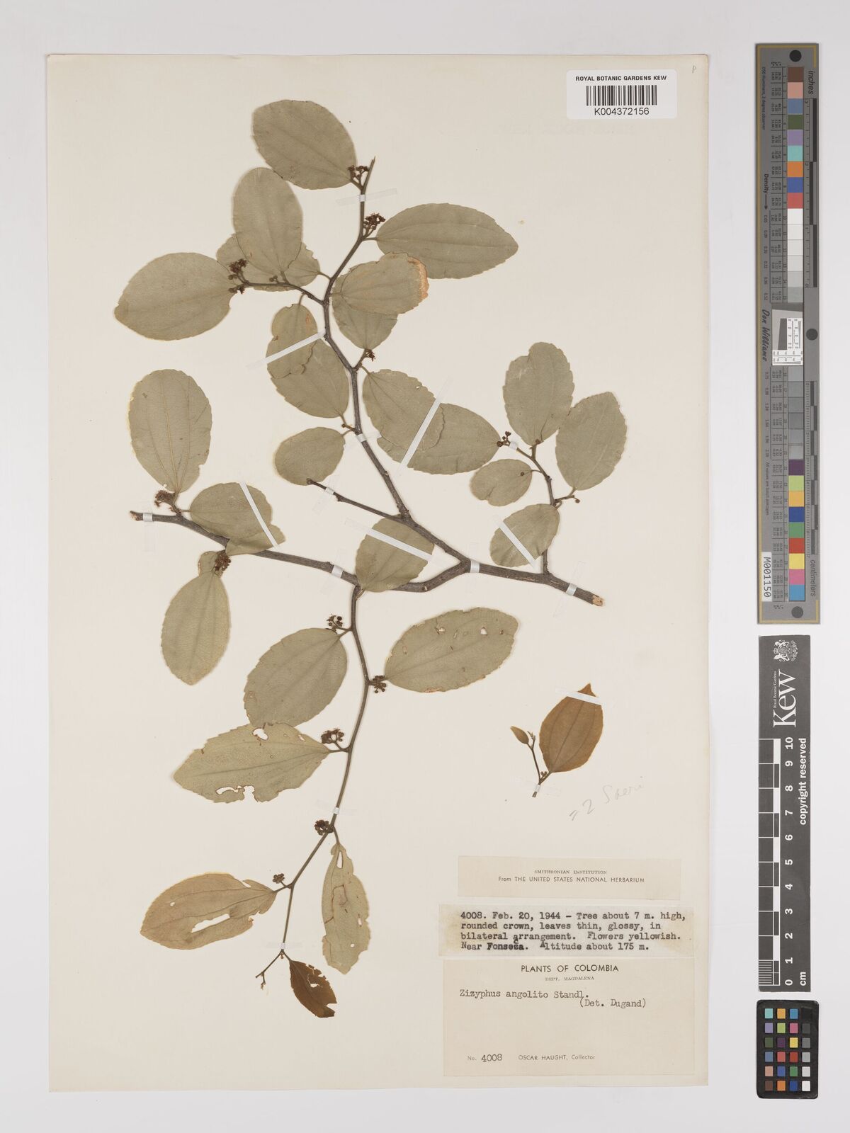 Sarcomphalus saeri (Pittier) Hauenschild | Plants of the World Online ...