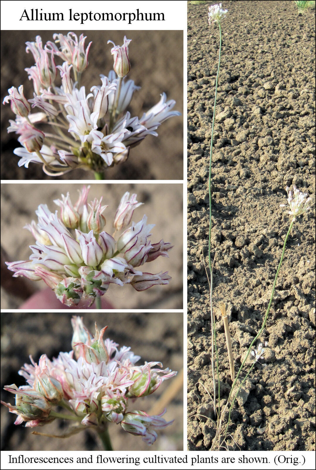 Allium leptomorphum Vved. | Plants of the World Online | Kew Science