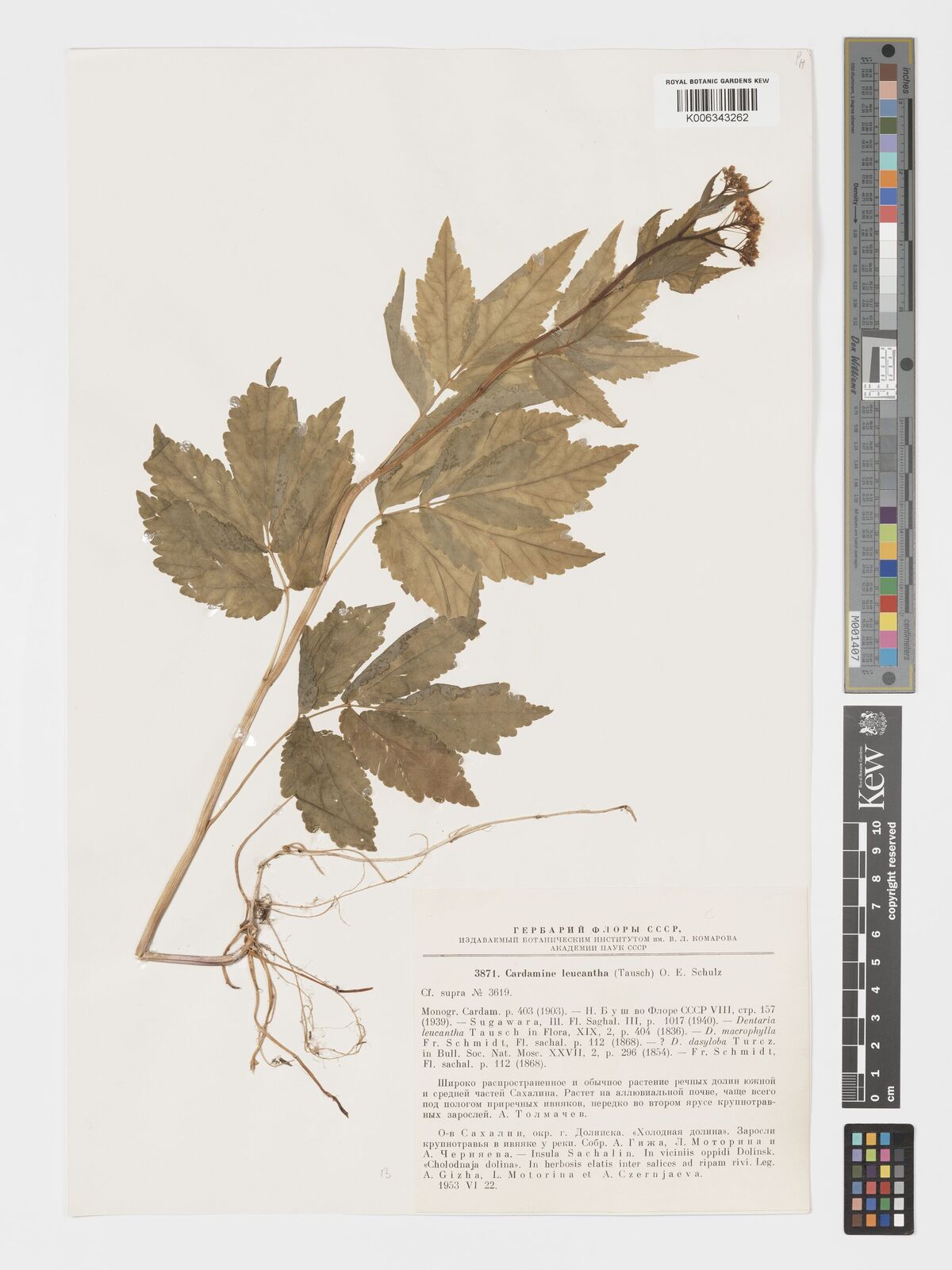 Cardamine leucantha (Tausch) O.E.Schulz | Plants of the World Online ...