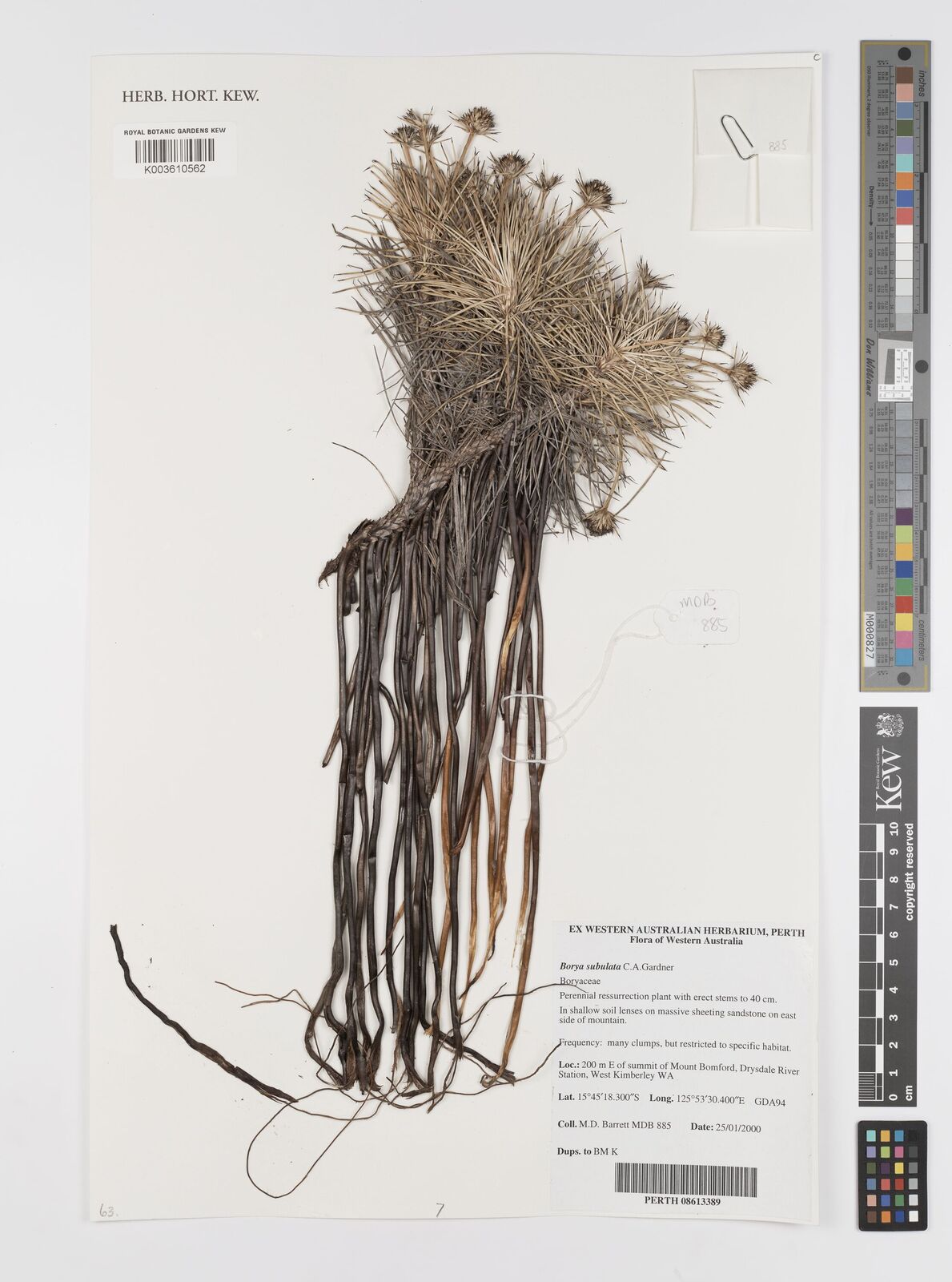 Borya subulata G.A.Gardner | Plants of the World Online | Kew Science