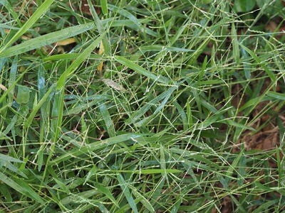 Urochloa distachyos (L.) T.Q.Nguyen | Plants of the World Online | Kew ...