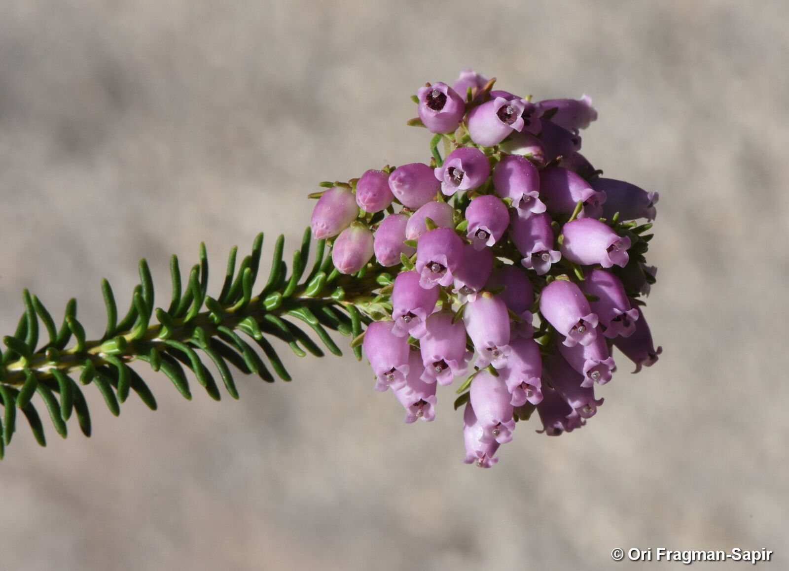 Erica terminalis Salisb. | Plants of the World Online | Kew Science