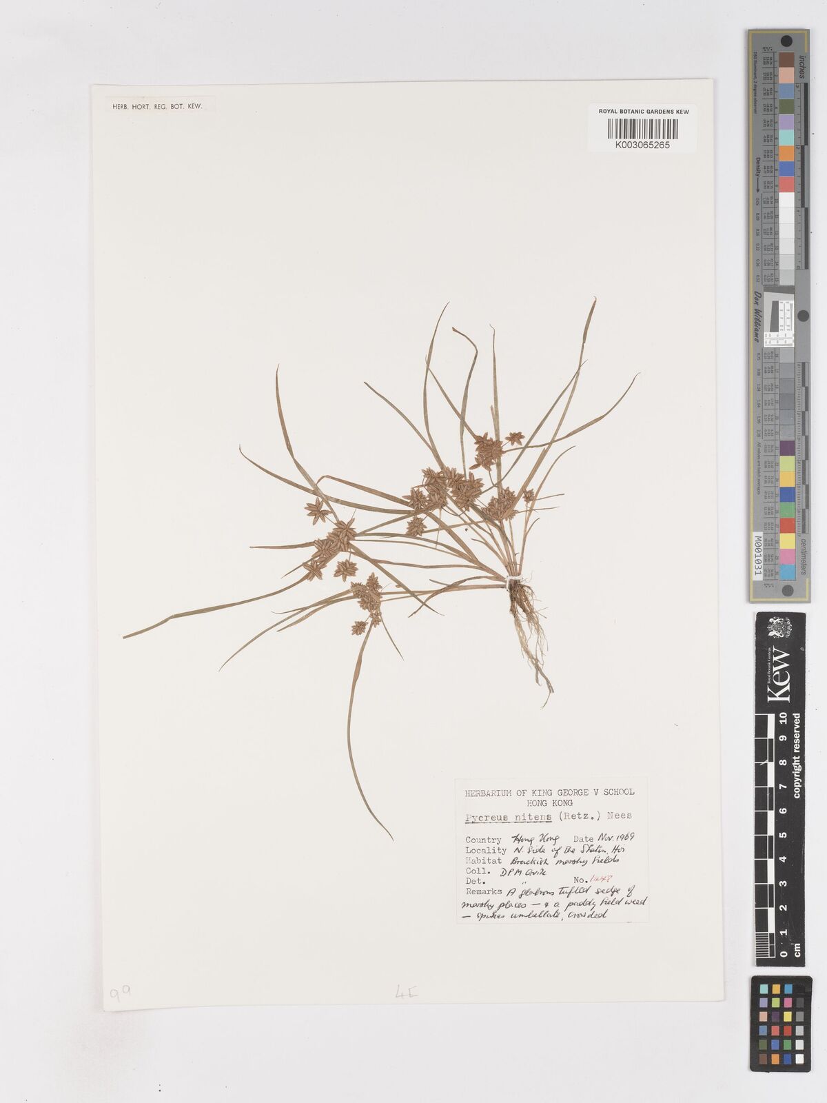 Cyperus pumilus L. | Plants of the World Online | Kew Science