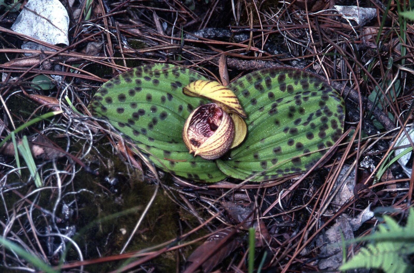 Cypripedium margaritaceum Franch. | Plants of the World Online | Kew ...
