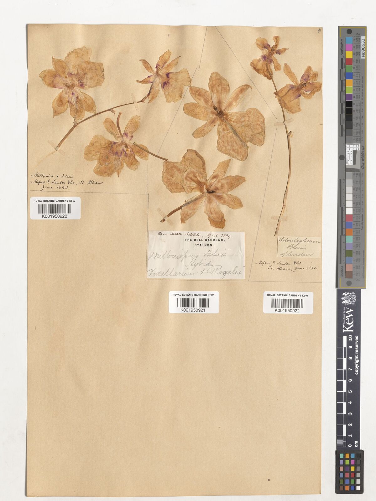Miltoniopsis × bleui (God.-Leb.) God.-Leb. | Plants of the World Online ...