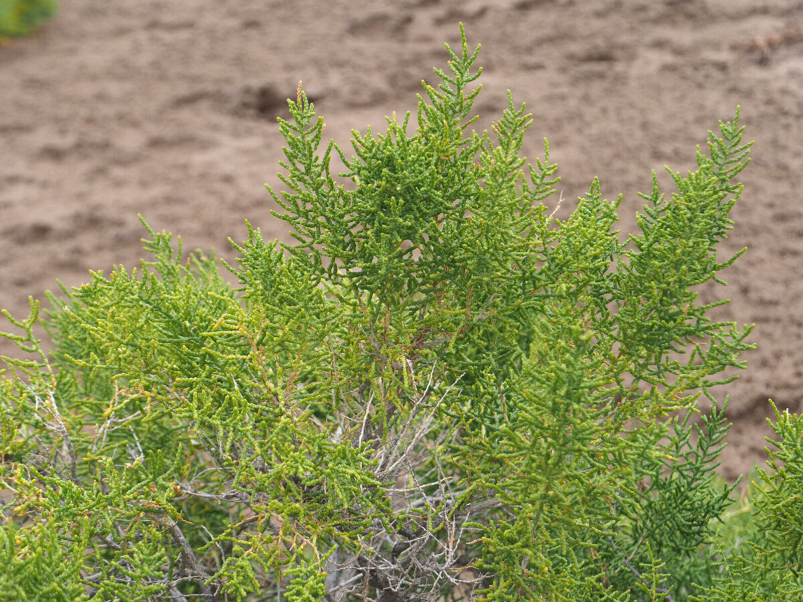 Kalidium Moq. | Plants of the World Online | Kew Science