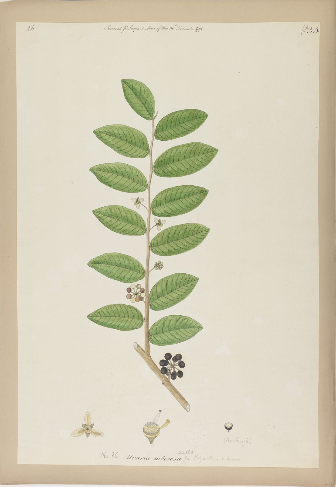 Polyalthia suberosa (Roxb.) Thwaites | Plants of the World Online | Kew ...