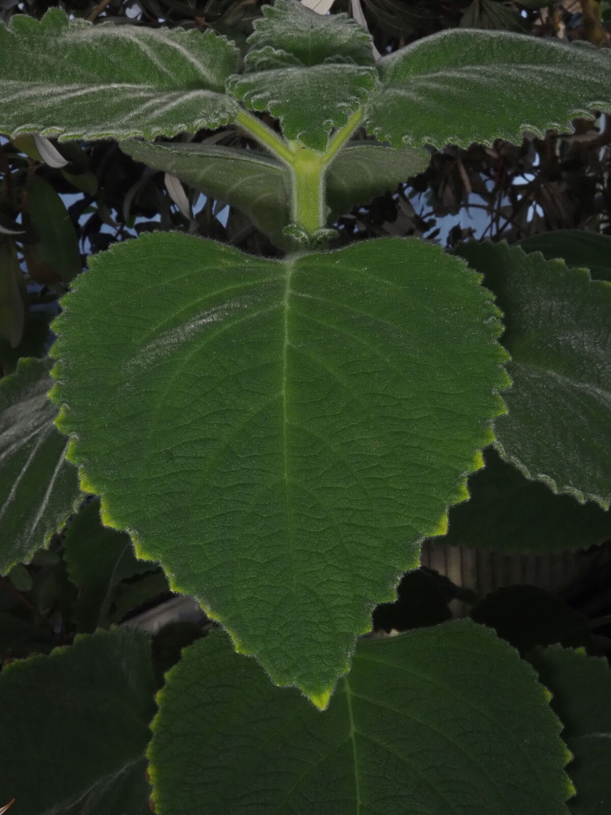 Coleus bellus (P.I.Forst.) P.I.Forst. | Plants of the World Online ...