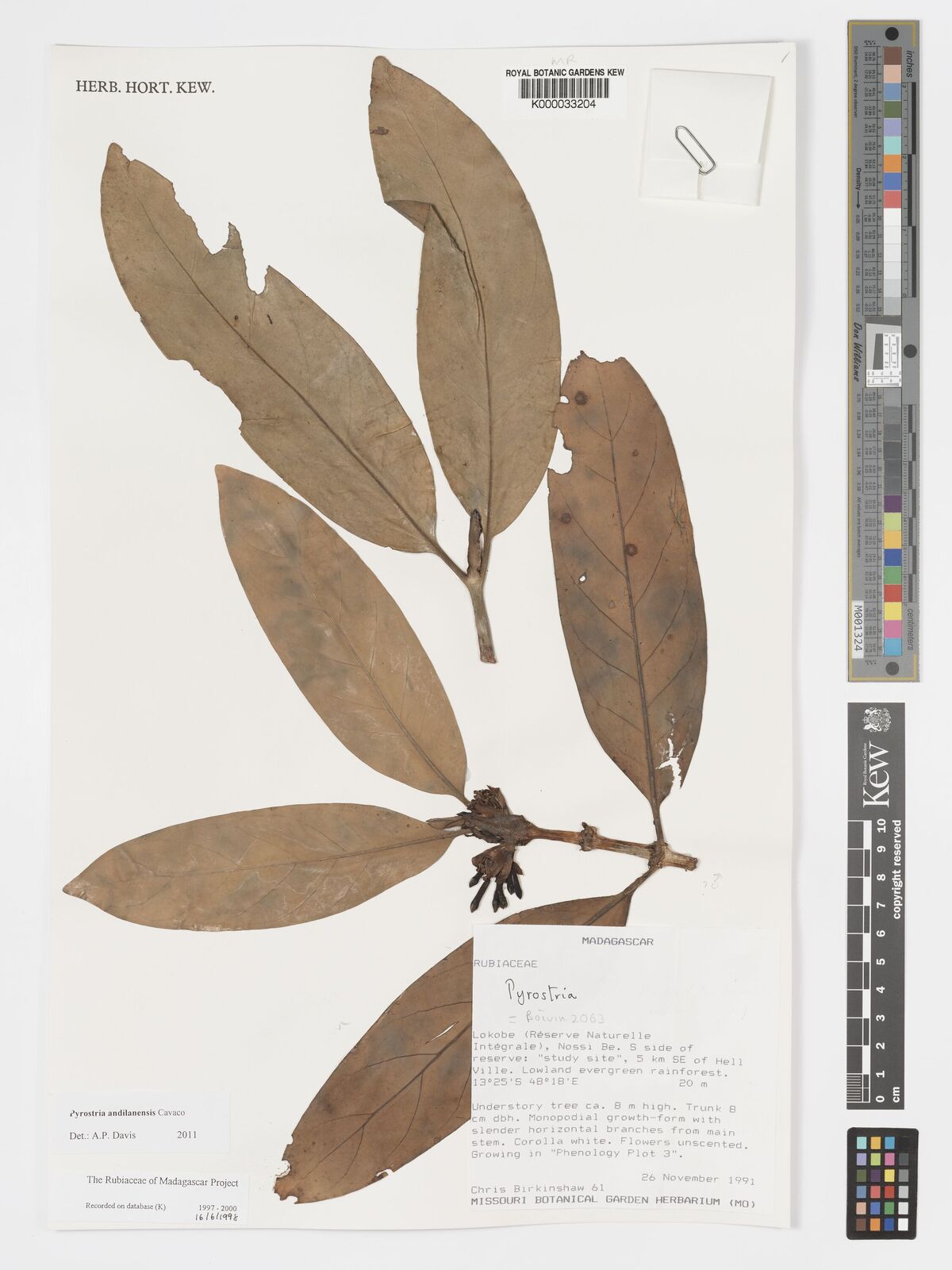 Pyrostria andilanensis Cavaco | Plants of the World Online | Kew Science