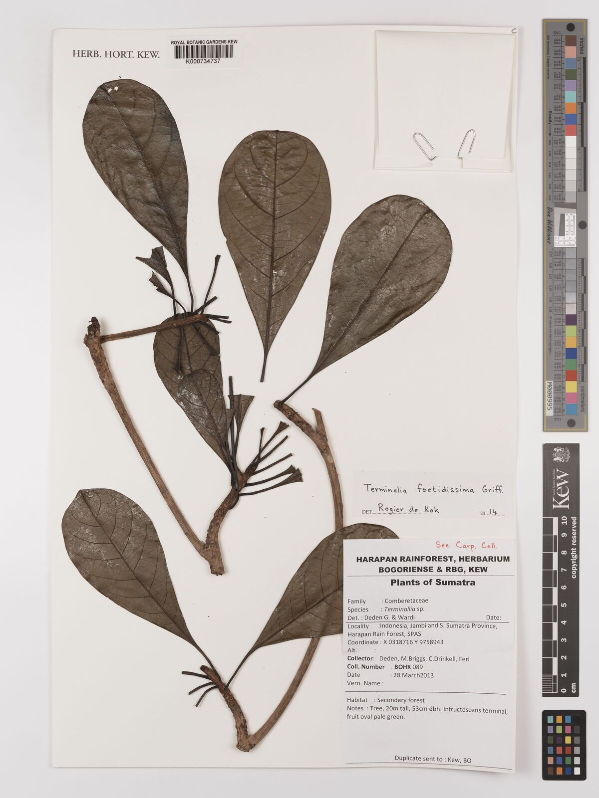 Terminalia foetidissima Griff. | Plants of the World Online | Kew Science
