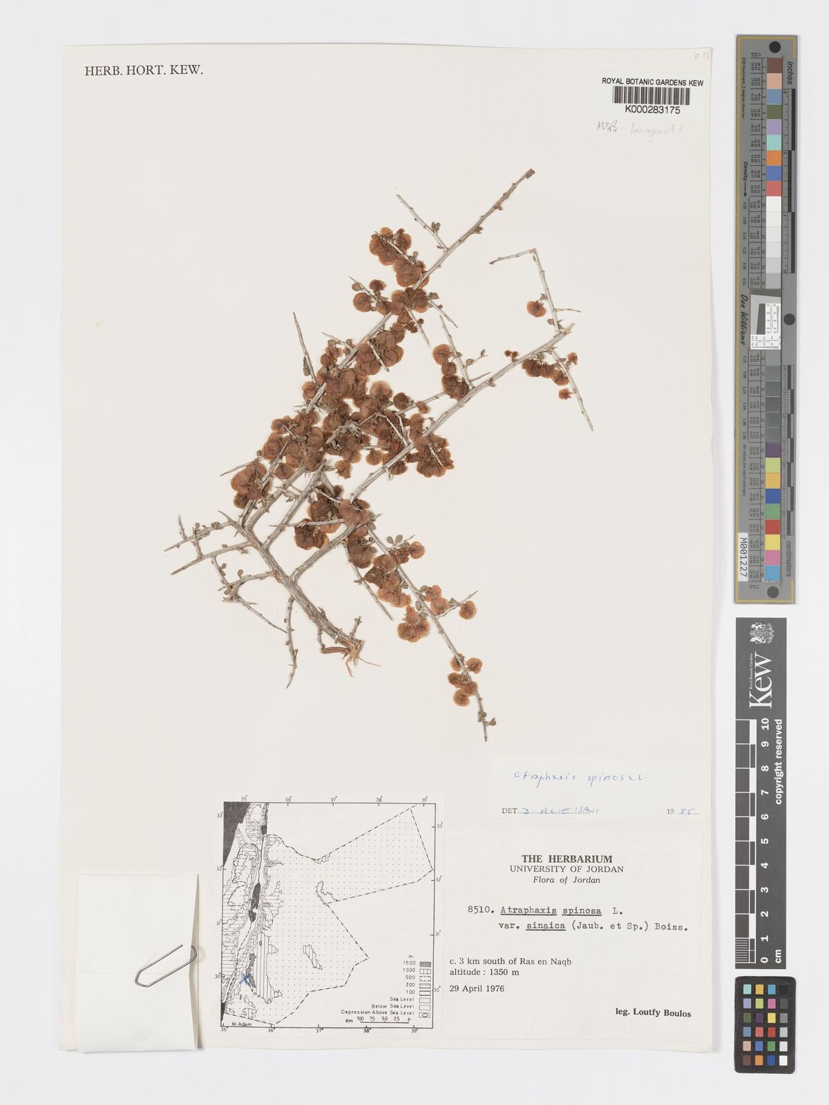 Atraphaxis spinosa var. sinaica (Jaub. & Spach) Boiss. | Plants of the ...