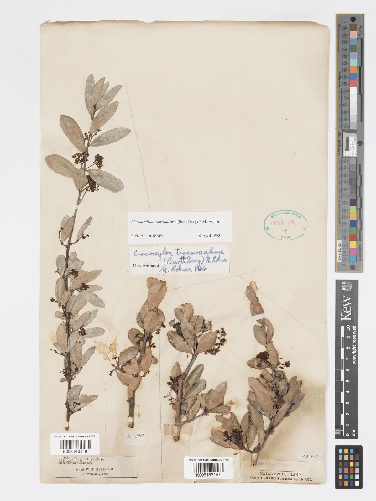 Elaeodendron transvaalense (Burtt Davy) R.H.Archer | Plants of the ...