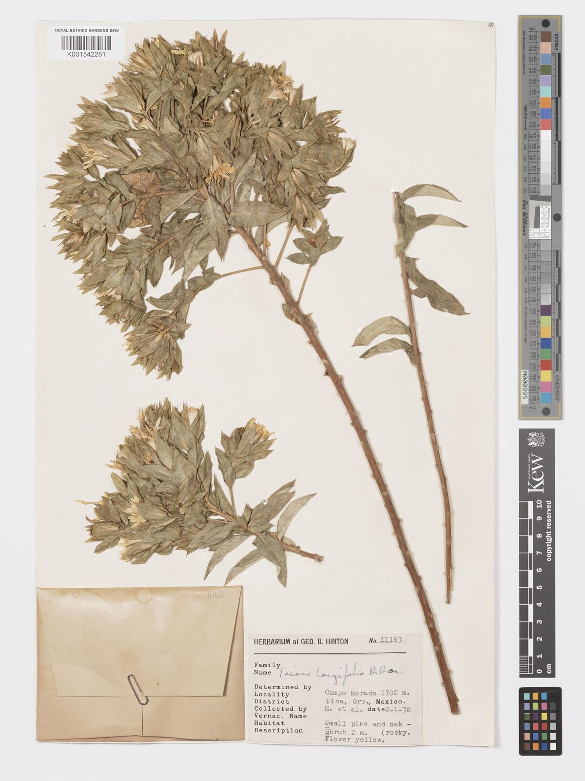 Trixis michuacana var. michuacana | Plants of the World Online | Kew ...