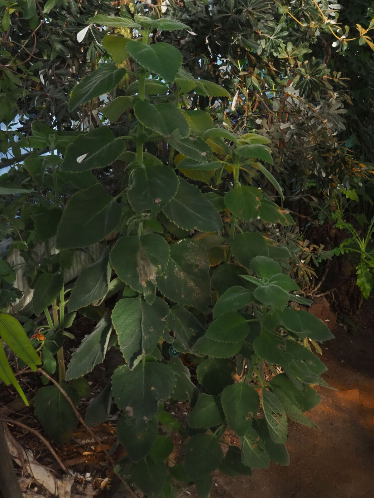 Coleus bellus (P.I.Forst.) P.I.Forst. | Plants of the World Online ...