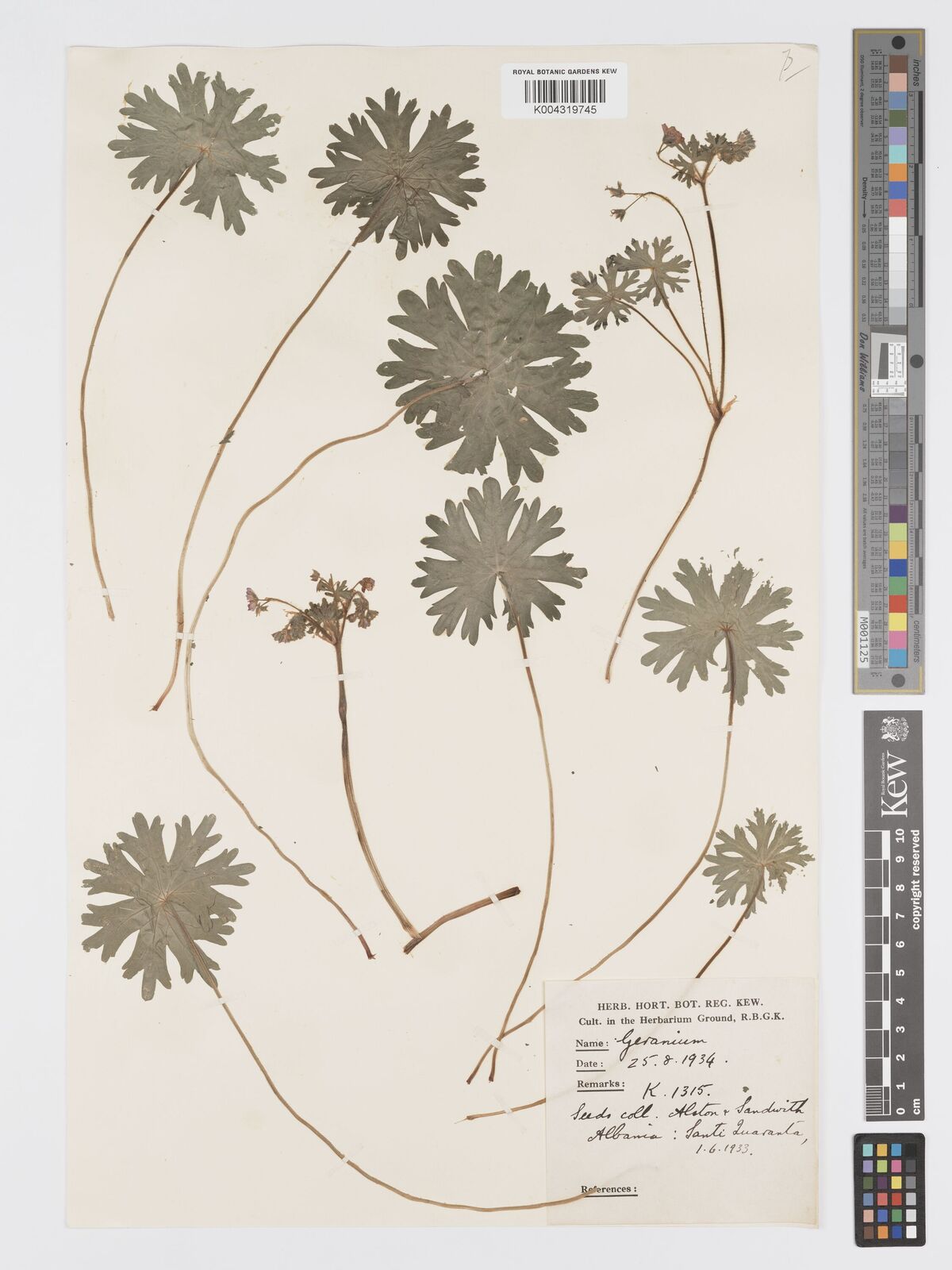 Geranium brutium Gasp. | Plants of the World Online | Kew Science