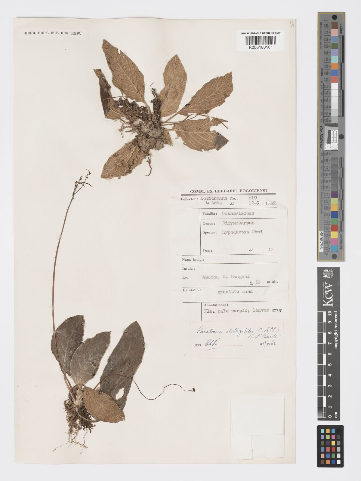 Paraboea detergibilis (C.B.Clarke) B.L.Burtt | Plants of the World ...