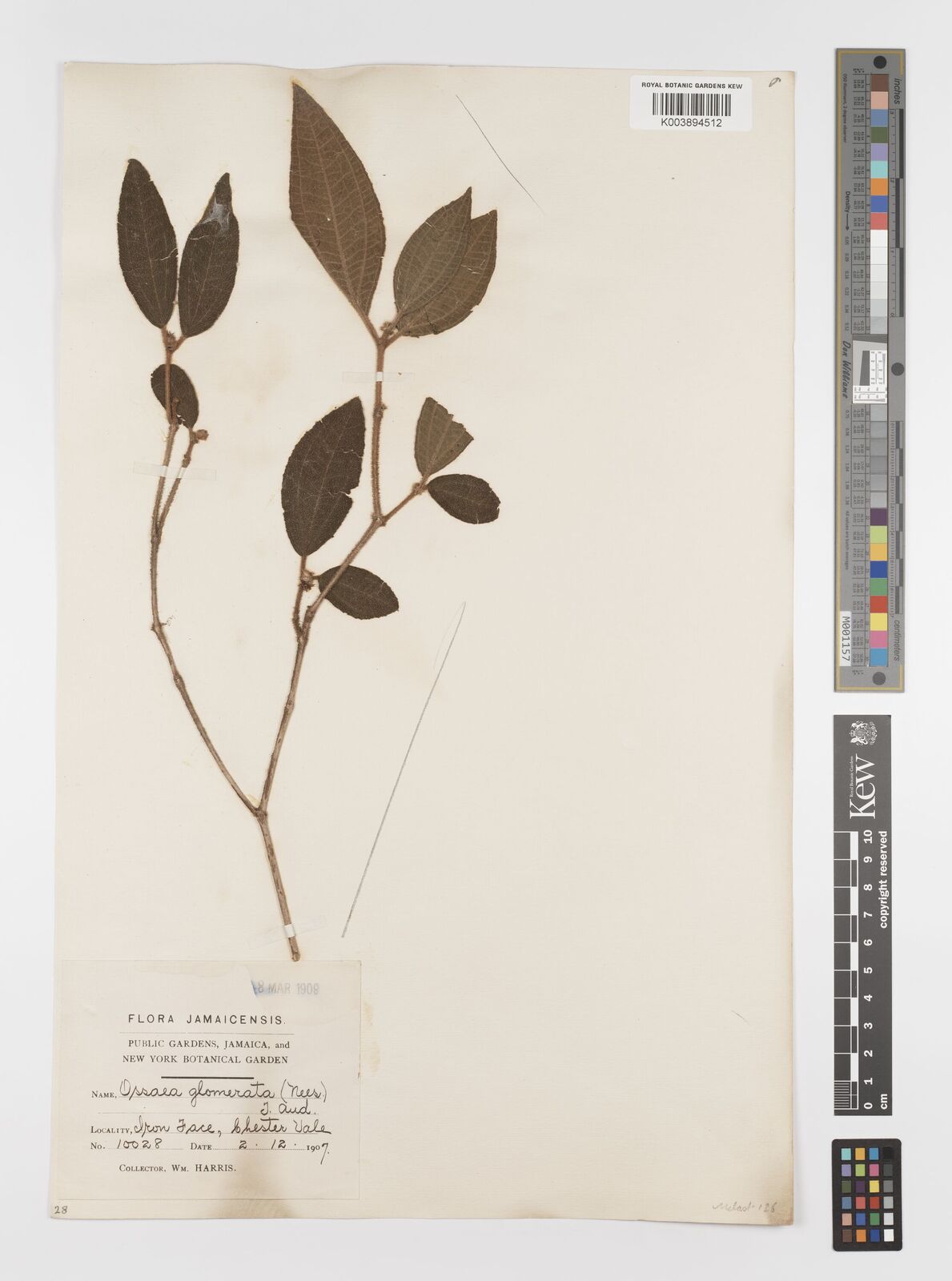 Miconia glomeruliflora Judd, Bécquer & Majure | Plants of the World ...