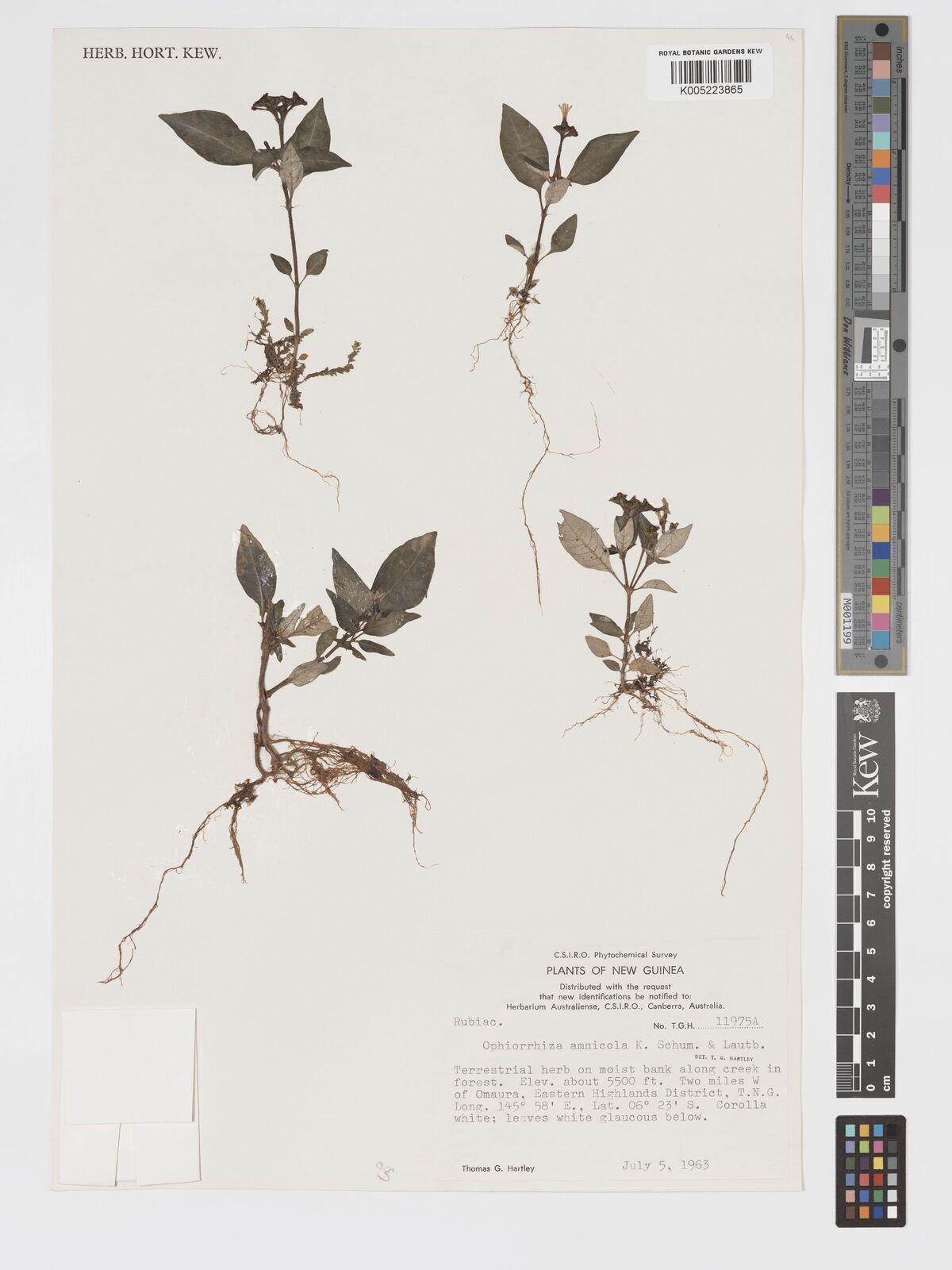 Ophiorrhiza amnicola K.Schum. | Plants of the World Online | Kew Science