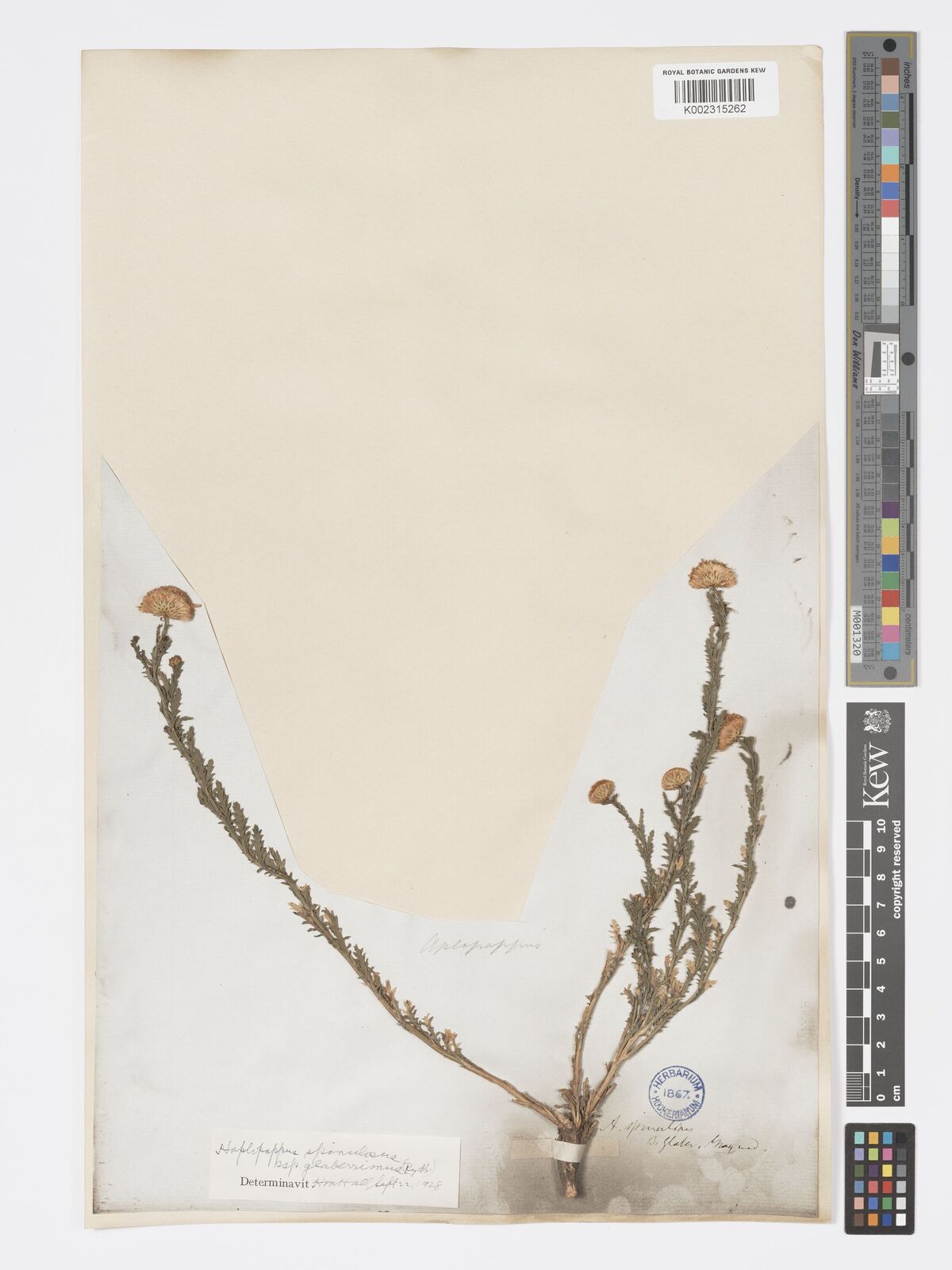 Xanthisma spinulosum var. glaberrimum (Rydb.) D.R.Morgan & R.L.Hartm ...