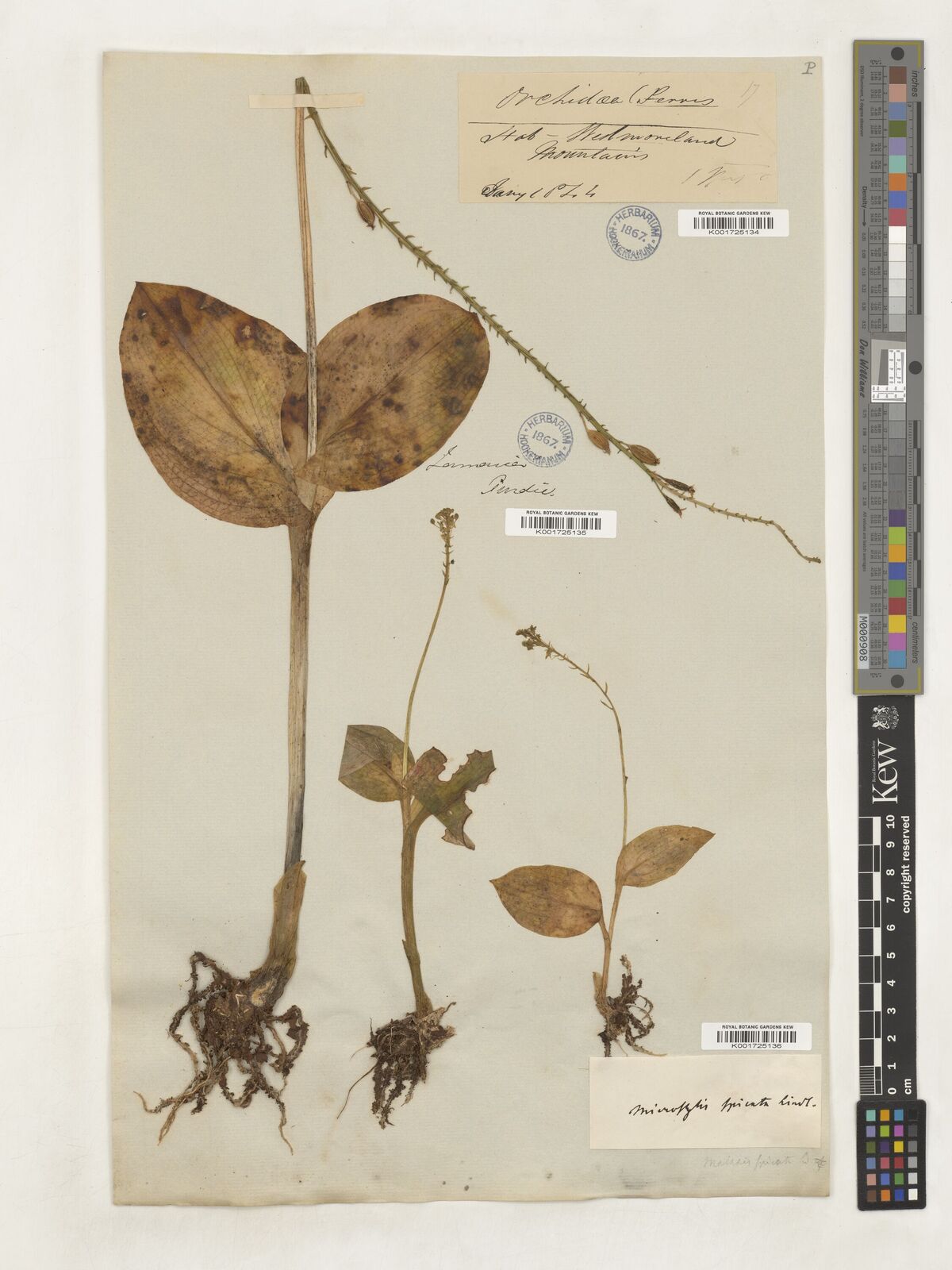 Malaxis spicata Sw. | Plants of the World Online | Kew Science