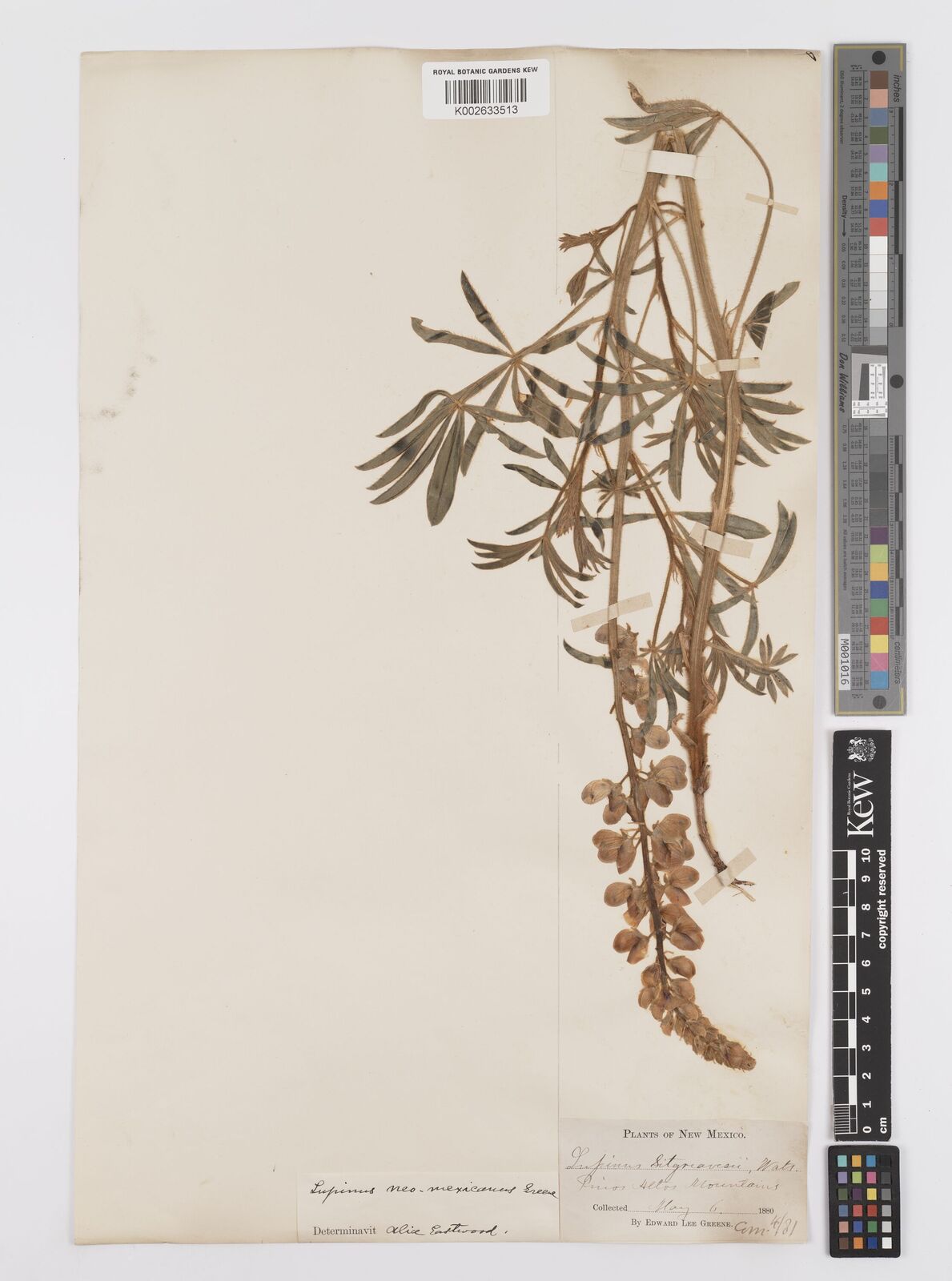 Lupinus argenteus subsp. argenteus | Plants of the World Online | Kew ...