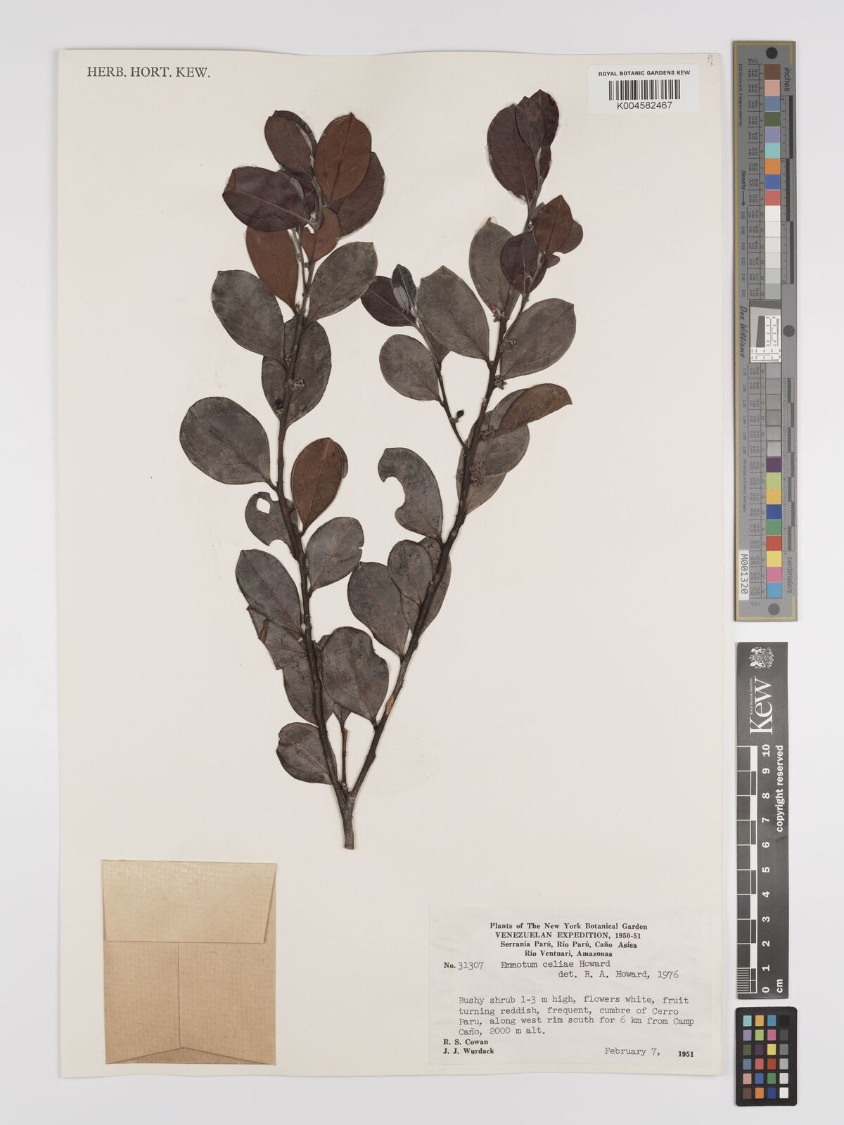 Emmotum celiae R.A.Howard | Plants of the World Online | Kew Science