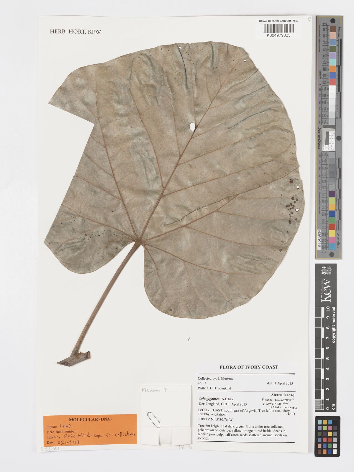 Cola gigantea var. glabrescens Brenan & Keay | Plants of the World ...