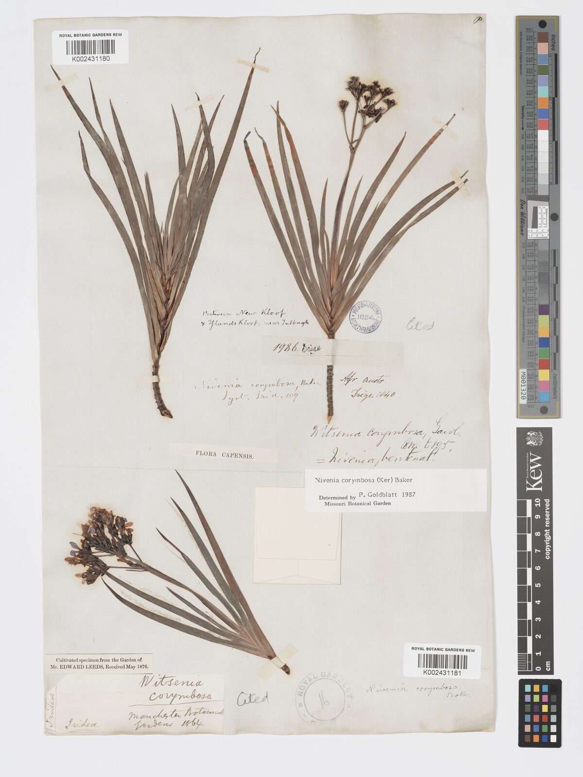 Nivenia corymbosa (Ker Gawl.) Baker | Plants of the World Online | Kew ...