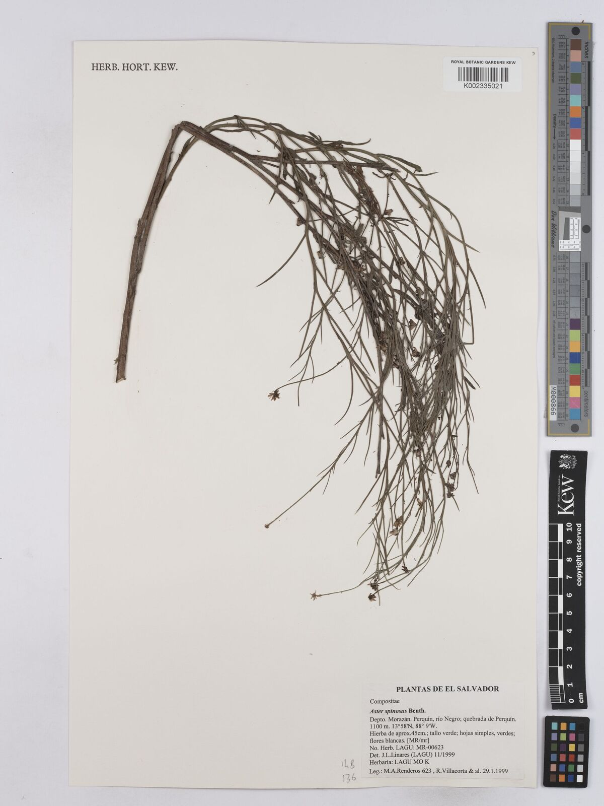 Chloracantha spinosa (Benth.) G.L.Nesom | Plants of the World Online ...