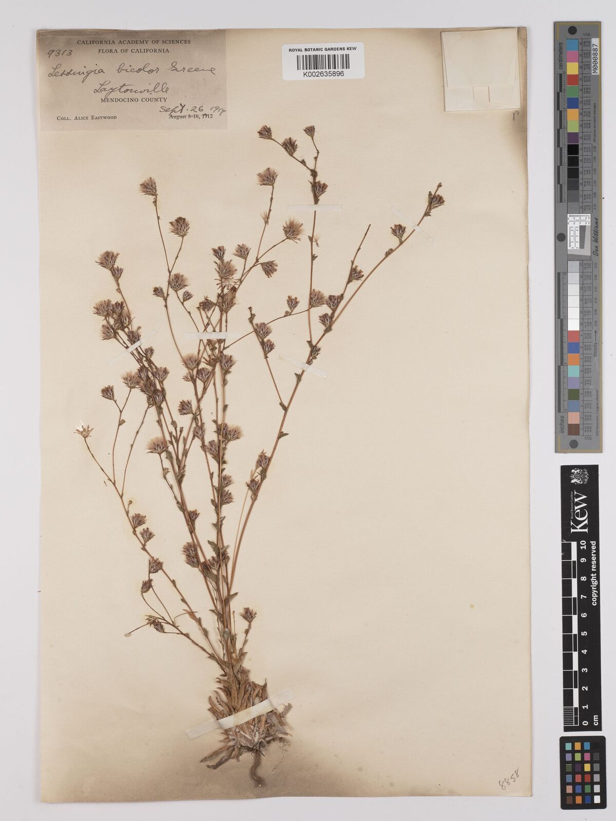 Lessingia Cham. | Plants of the World Online | Kew Science