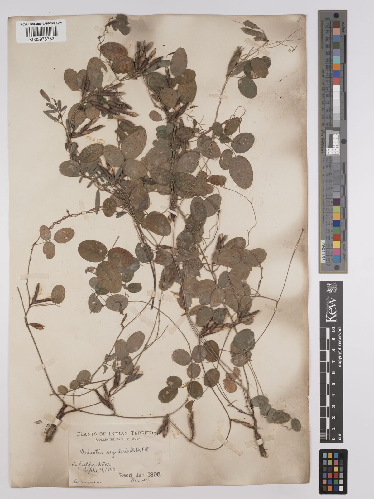Galactia regularis (L.) Britton, Sterns & Poggenb. | Plants of the ...