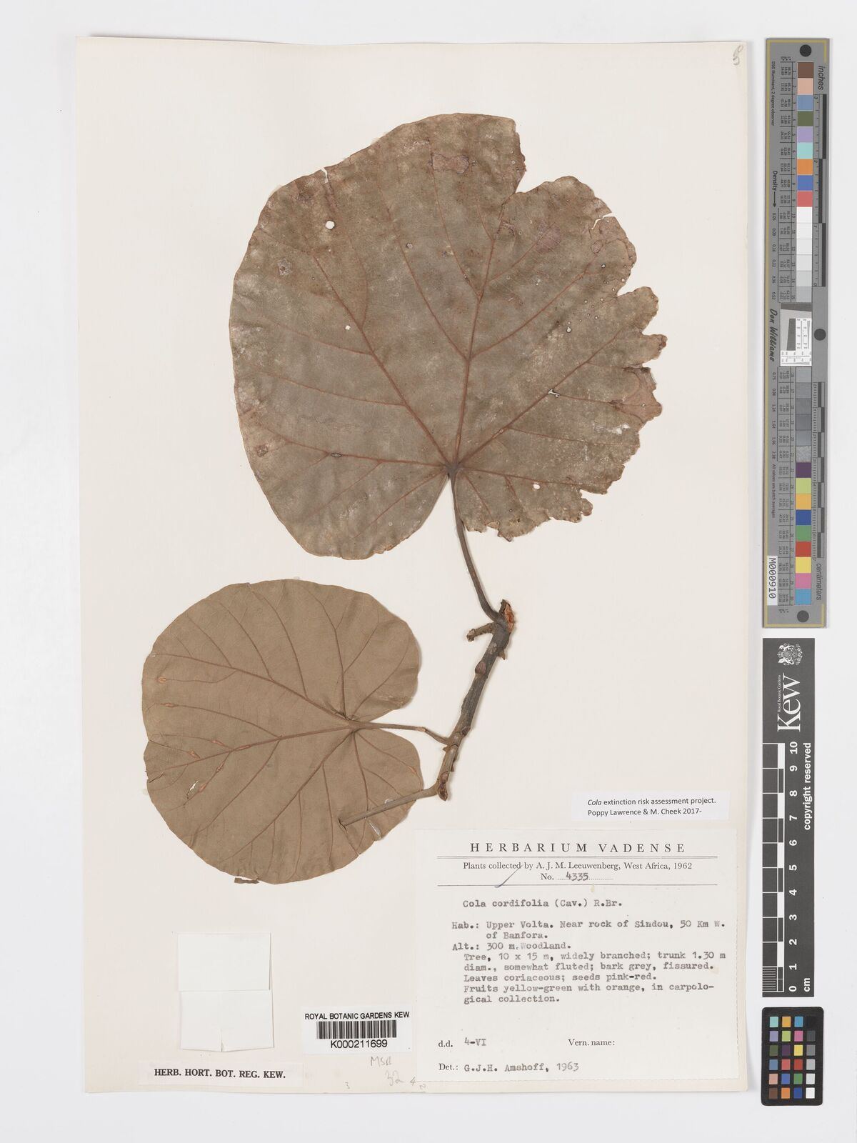 Cola cordifolia (Cav.) R.Br. | Plants of the World Online | Kew Science